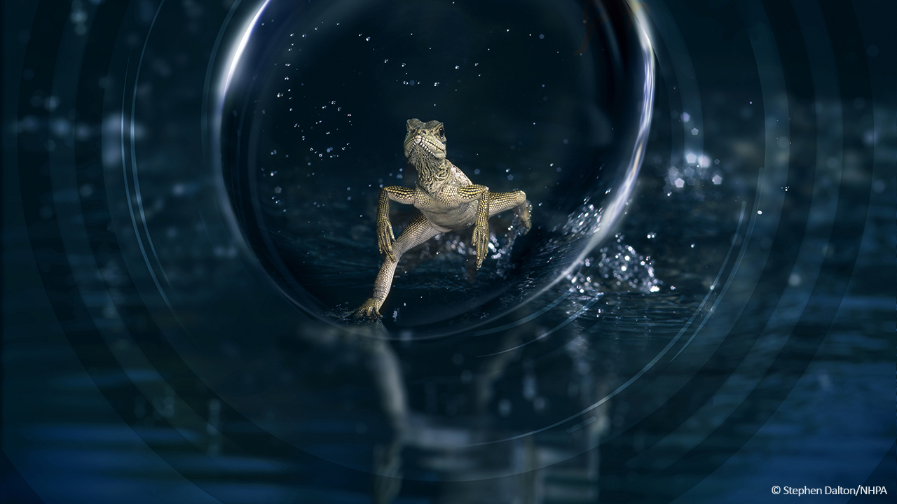 'Life' showcases extraordinary animals and extreme behavior - Arizona PBS