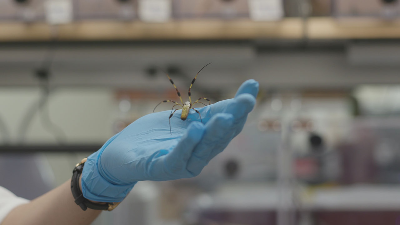 Catalyst: The science of Spider-Man’s webs - Arizona PBS