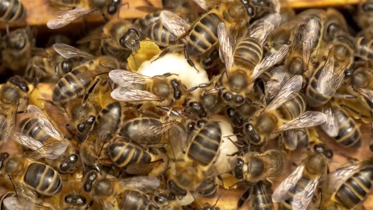 Tonight on 'Catalyst': A vaccination for honey bees - Arizona PBS