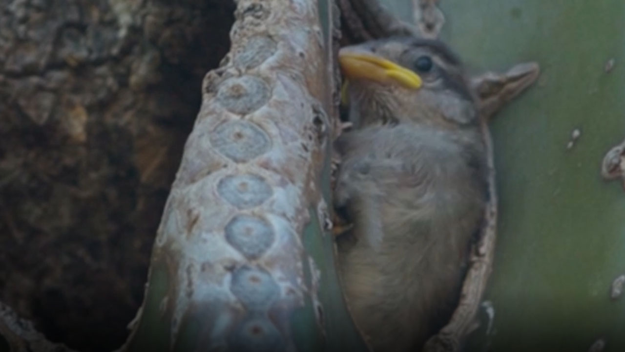 Catalyst: Wildlife migration corridors - Arizona PBS