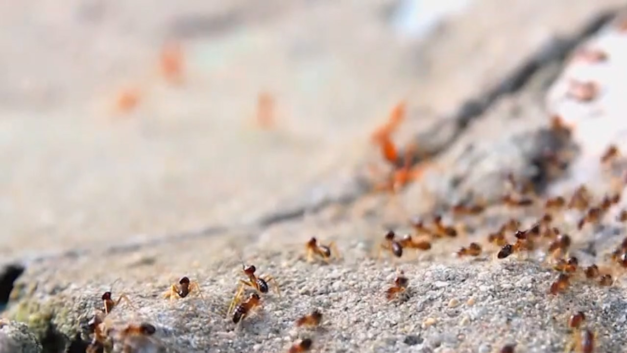 Catalyst: Ant Antibiotics - Arizona PBS
