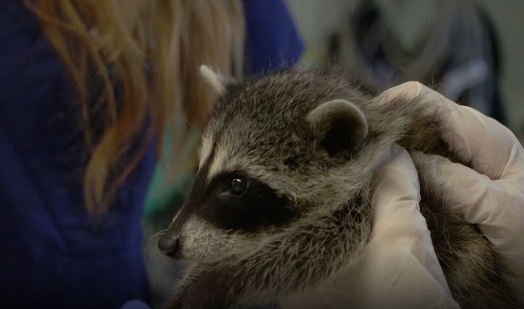 Wildfire impacts on wildlife - Arizona PBS
