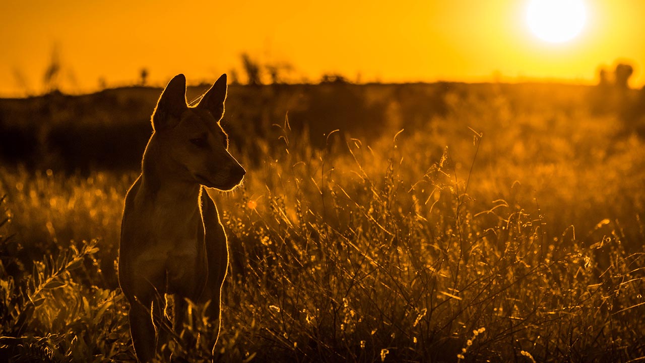 Explore the 'Magical Land of Oz' - Arizona PBS