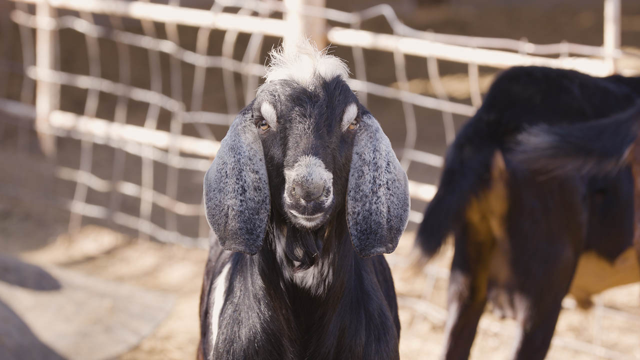 'Back to the Farm': Crow's Dairy - Arizona PBS