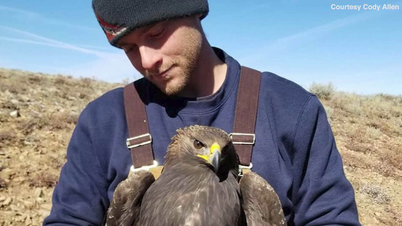 Managing of Arizona's bald eagle population - Arizona PBS