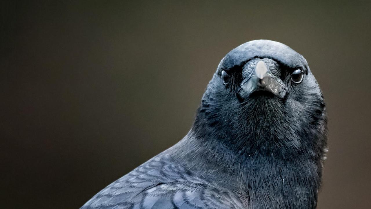 Nova: 'Bird Brain' and 'Rise of the Rockets' - Arizona PBS