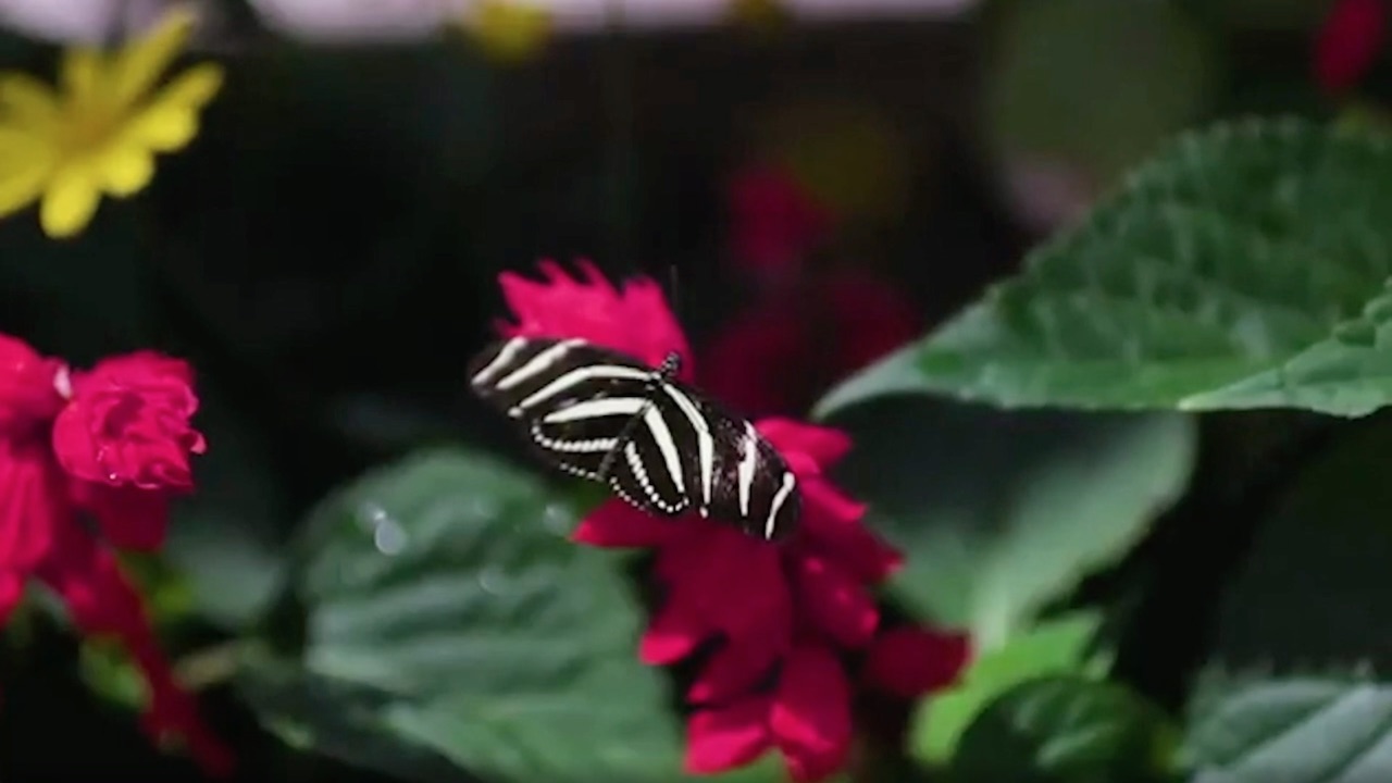 How social distancing impacted nature - Arizona PBS