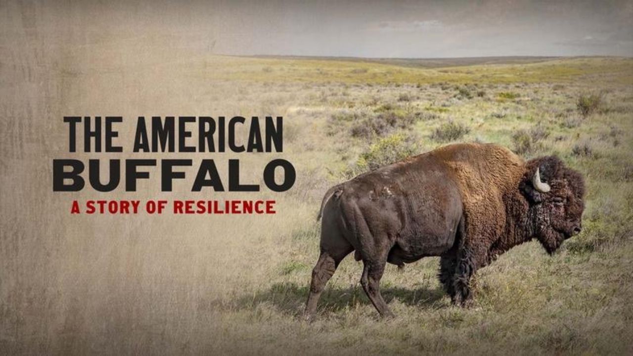 The American Buffalo - Arizona PBS