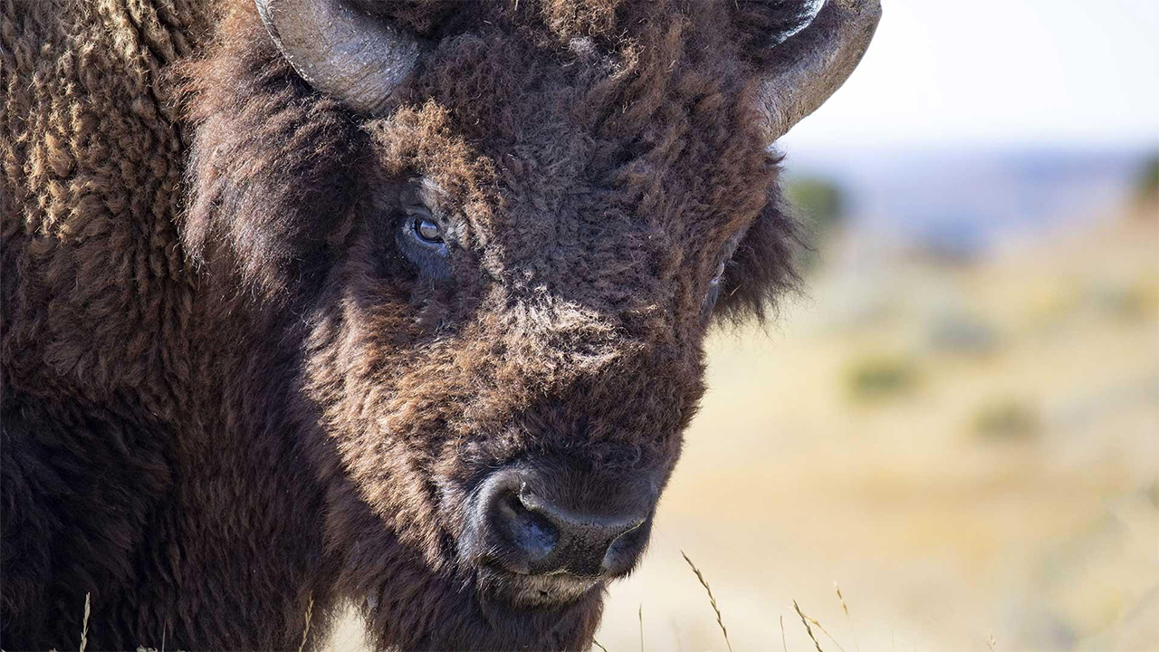 The American Buffalo: Blood Memory - Arizona PBS