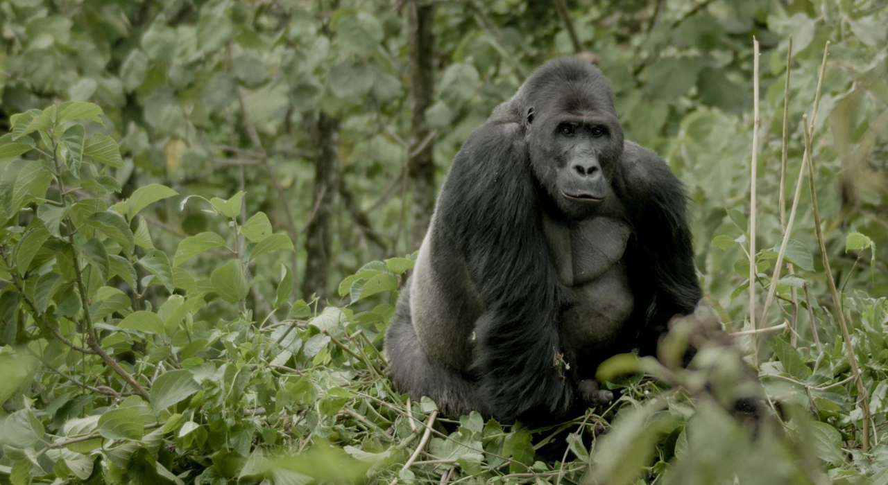 Nature: Silverback - Arizona PBS