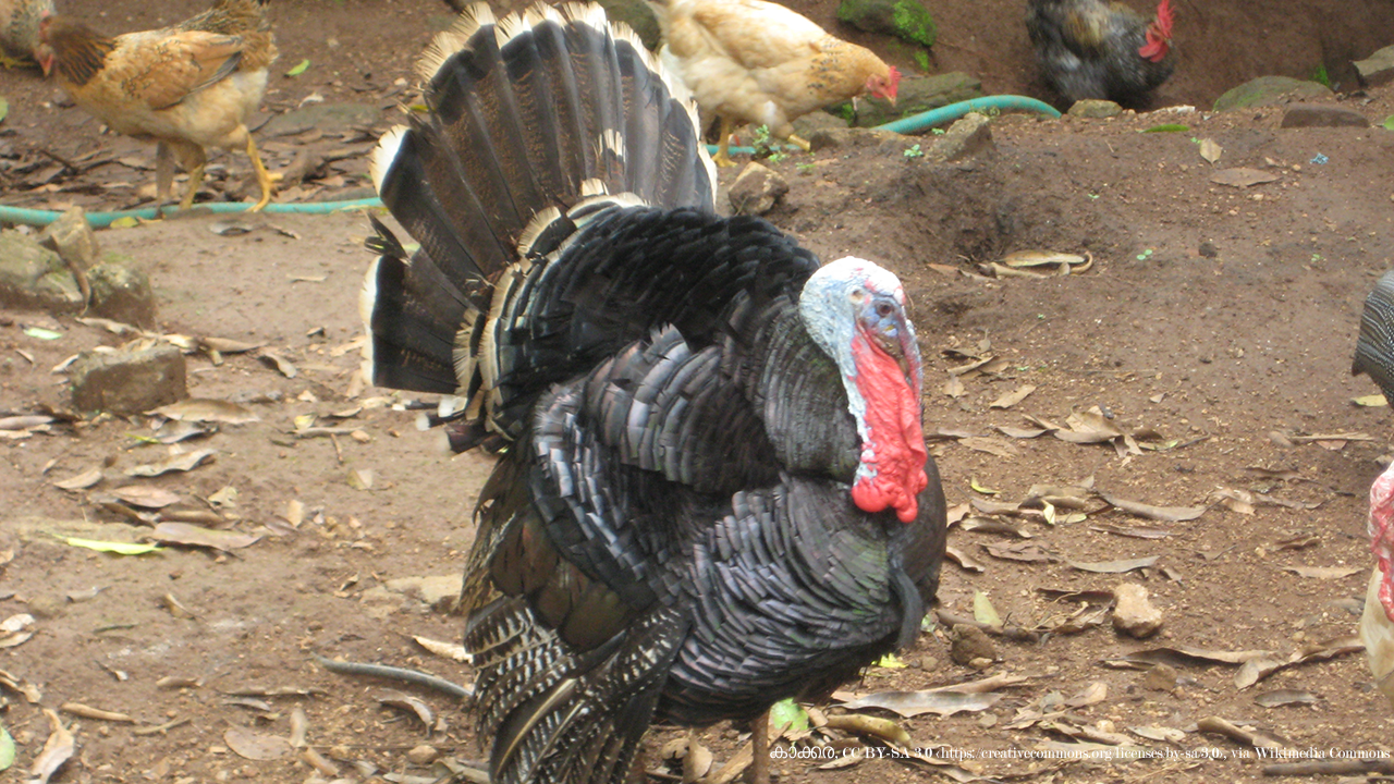Thanksgiving Turkey Trot! - Arizona PBS