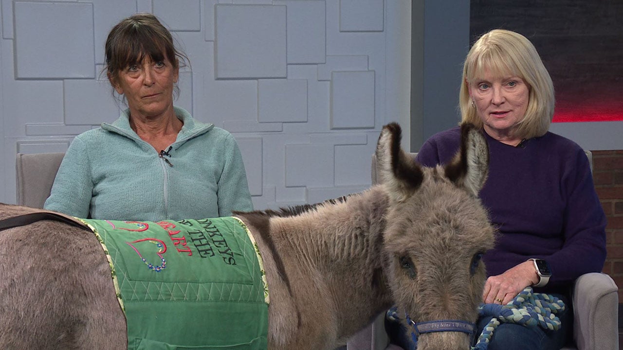 The Donkeys of the Heart provides curative and educational ...