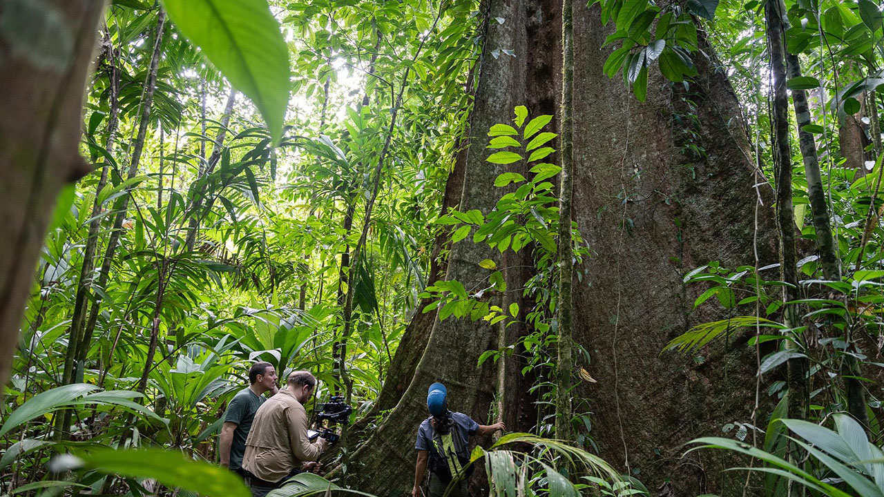 NOVA: Secrets of the Forest - Arizona PBS