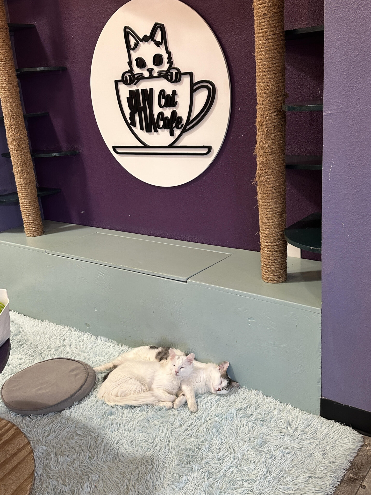 PHX Cat Cafe blends coffee, community & cat rescue in Phoenix - Arizona PBS