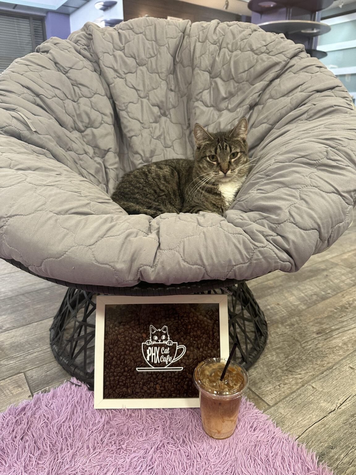 PHX Cat Cafe blends coffee, community & cat rescue in Phoenix - Arizona PBS