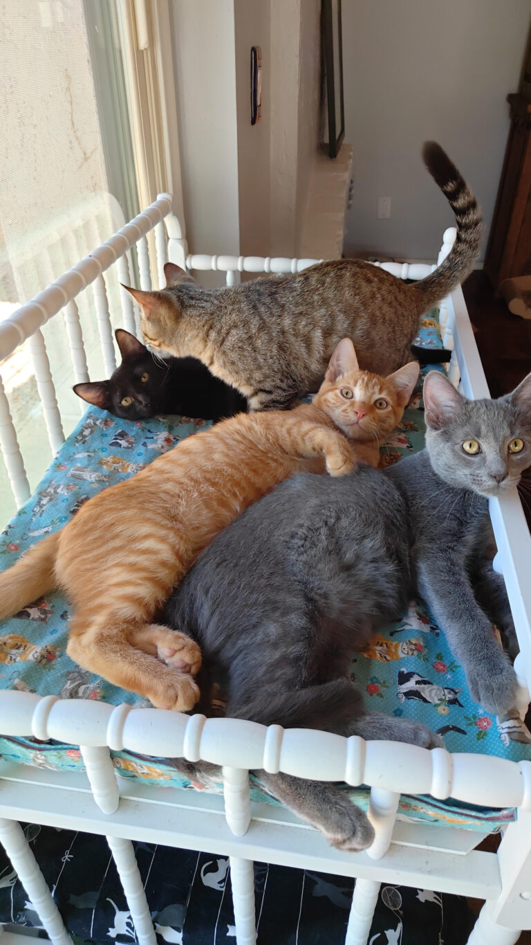 PHX Cat Cafe blends coffee, community & cat rescue in Phoenix - Arizona PBS