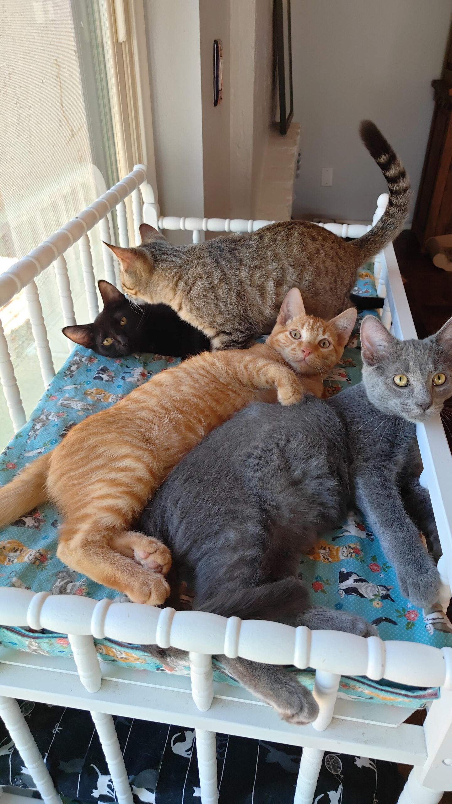 PHX Cat Cafe blends coffee, community & cat rescue in Phoenix - Arizona PBS