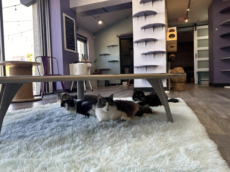 PHX Cat Cafe blends coffee, community & cat rescue in Phoenix - Arizona PBS