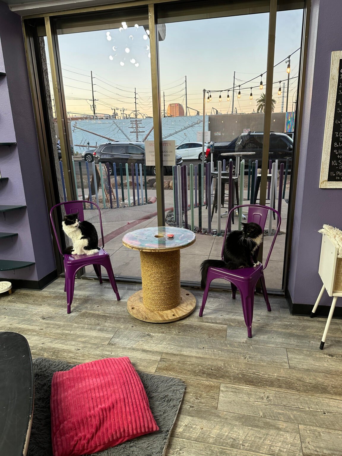 PHX Cat Cafe blends coffee, community & cat rescue in Phoenix - Arizona PBS