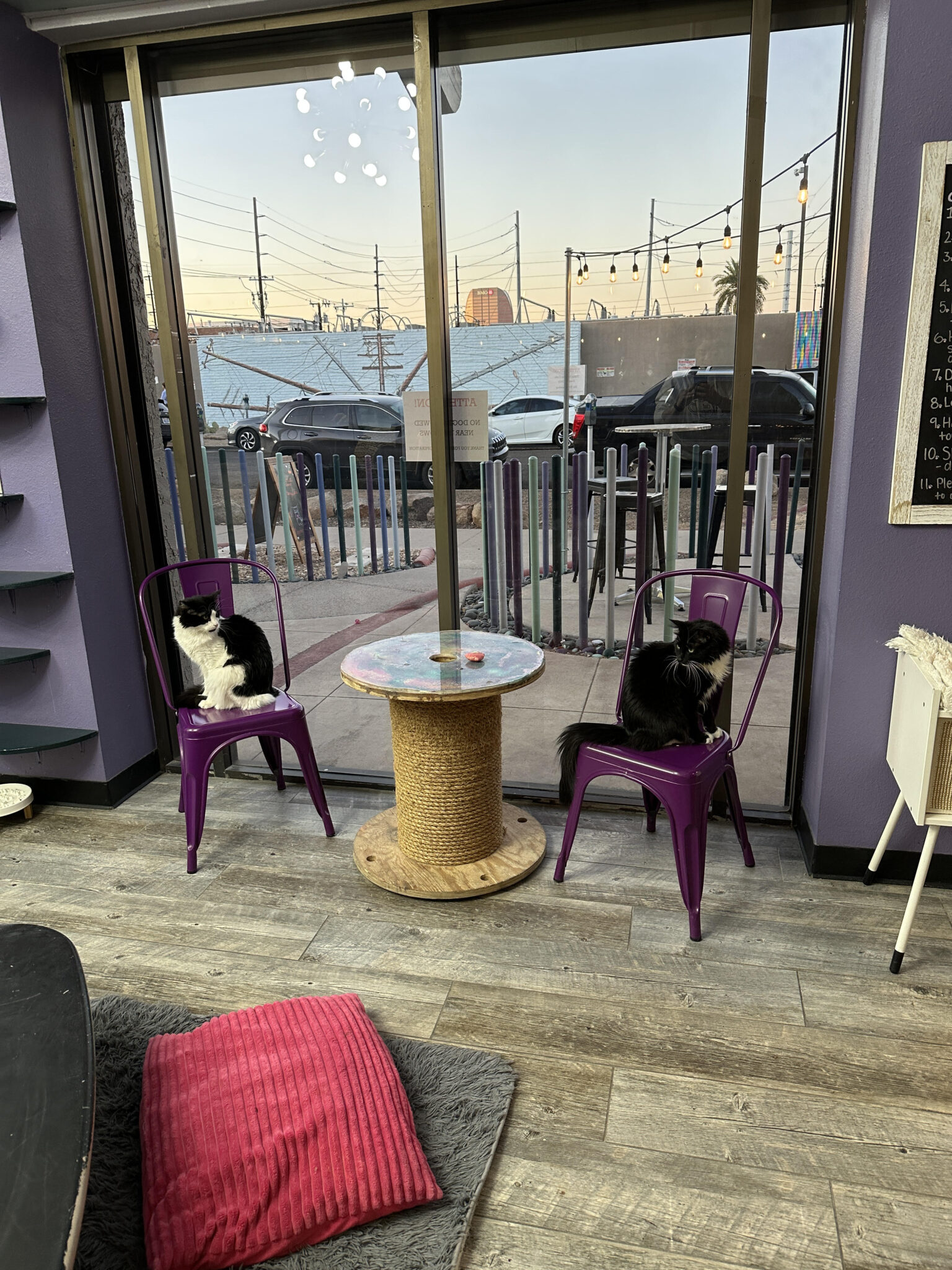 PHX Cat Cafe blends coffee, community & cat rescue in Phoenix - Arizona PBS