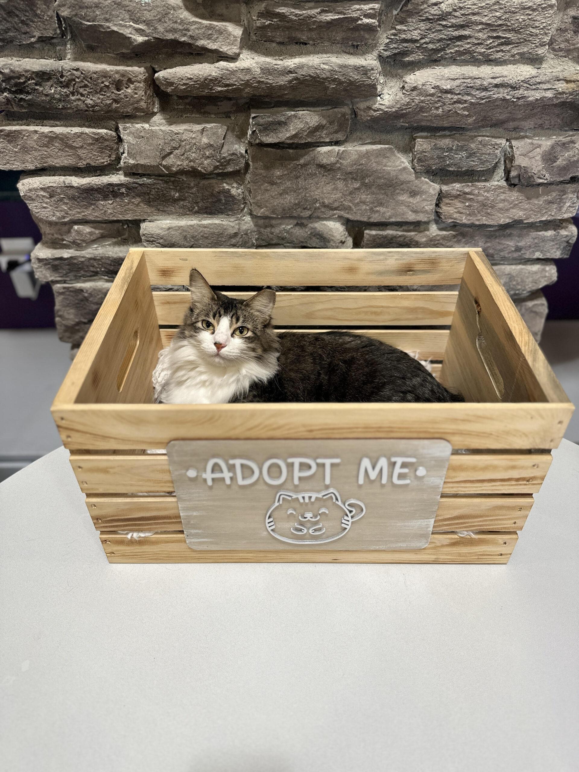 PHX Cat Cafe blends coffee, community & cat rescue in Phoenix - Arizona PBS