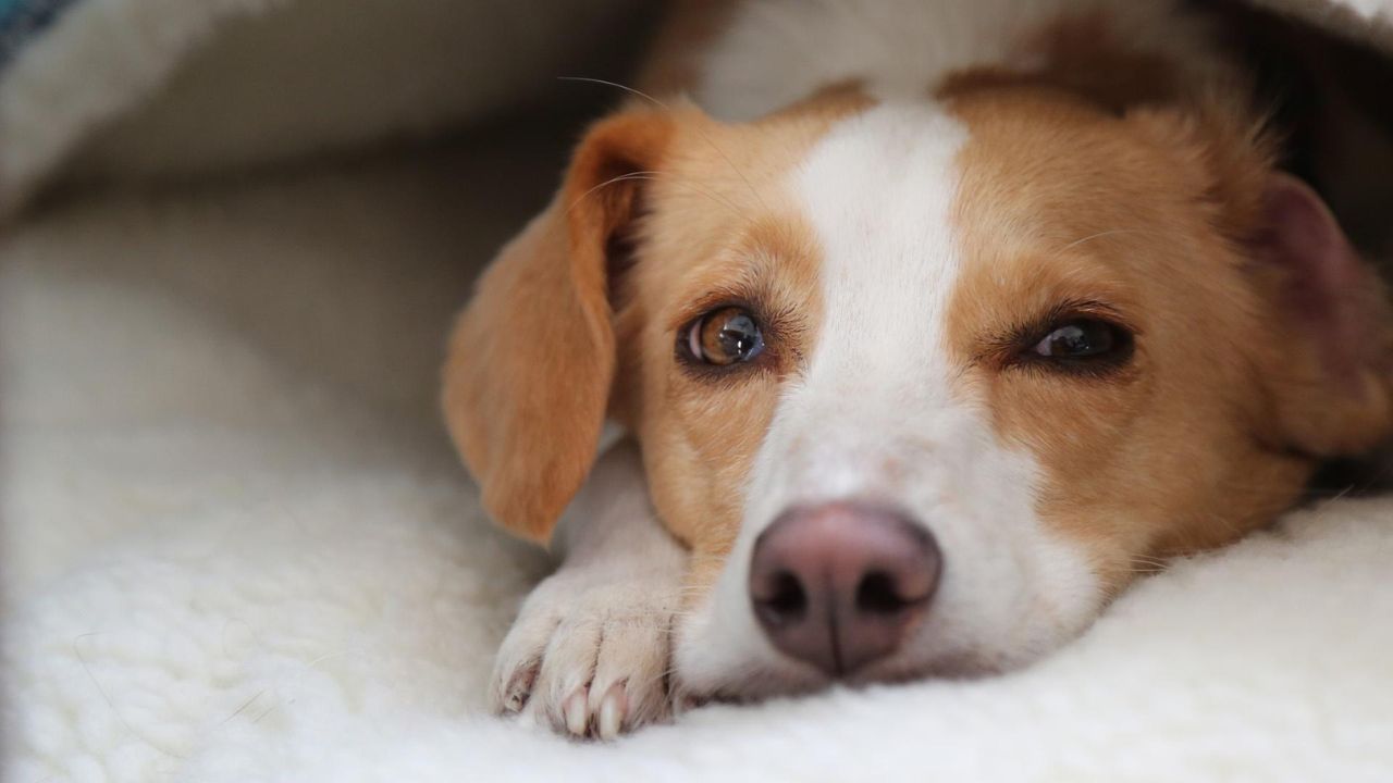 'Can Dogs Talk?' on 'NOVA' - Arizona PBS